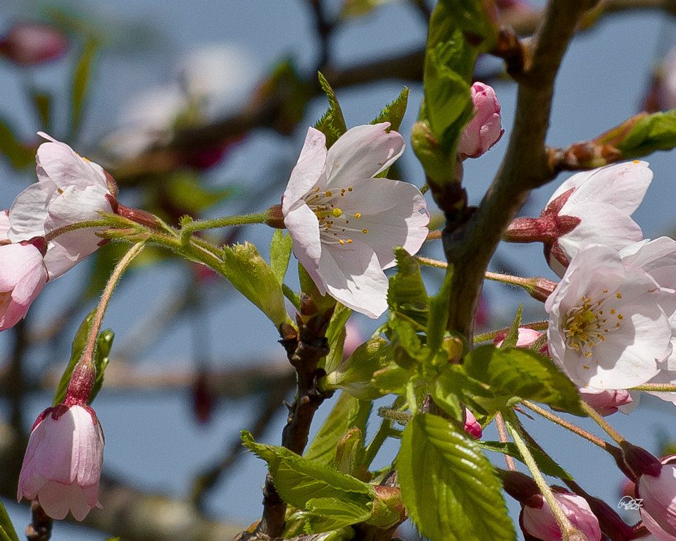 SPRING is in the AIR | Put up yours too.. | Page 3 | DPReview Forums